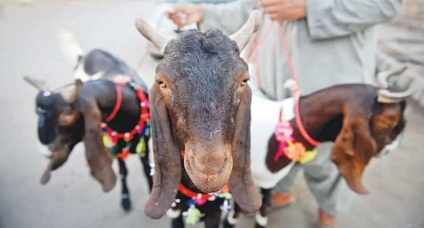 Qurbani spirit stays strong as Pakistanis sacrifice 7.47 million ...